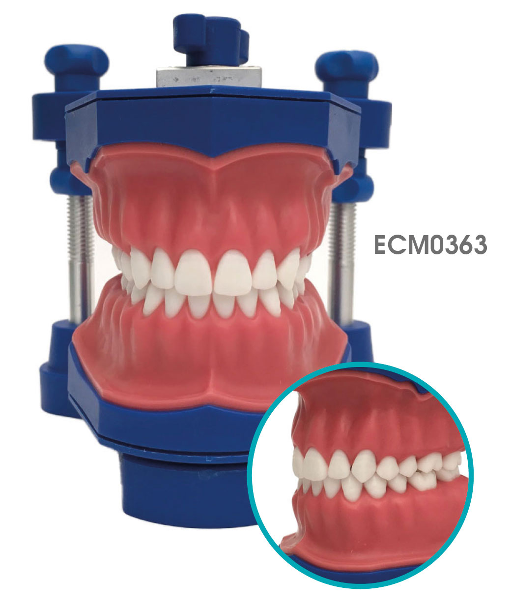 Typodonts – RMO Europe